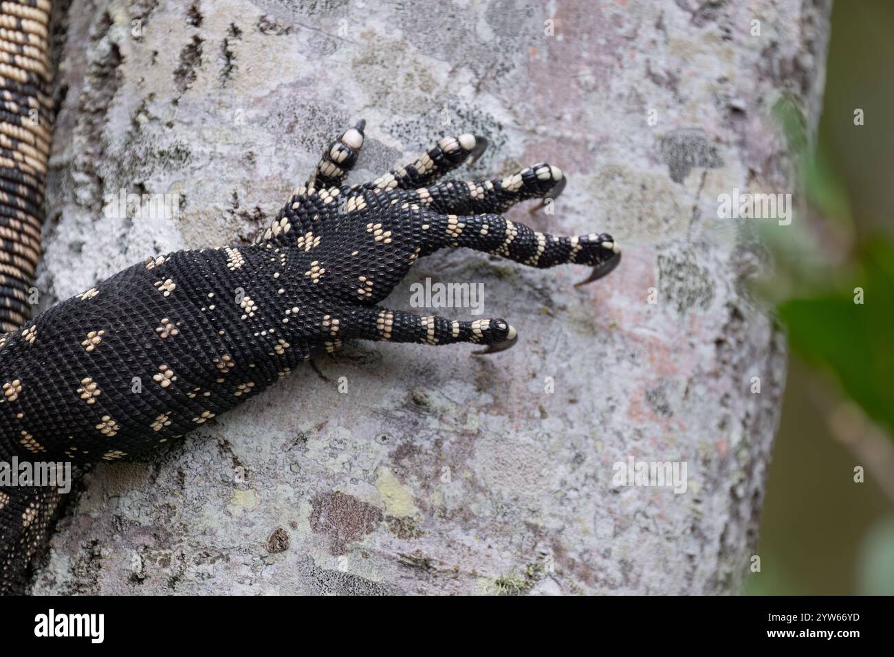Details of a Lace Monitor or Lace Goanna claw (Varanus varius), North ...