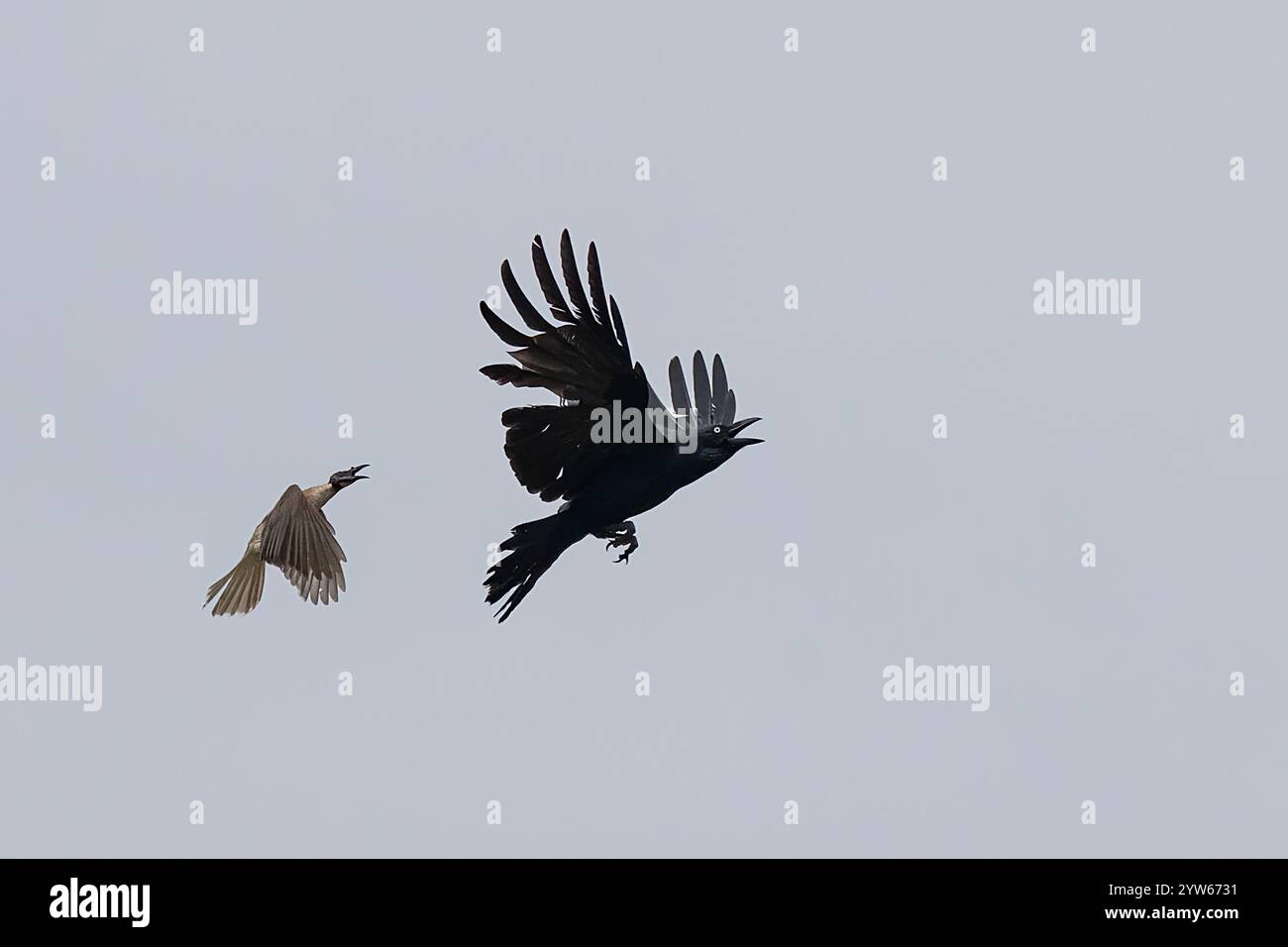 Crow attack hi-res stock photography and images - Alamy