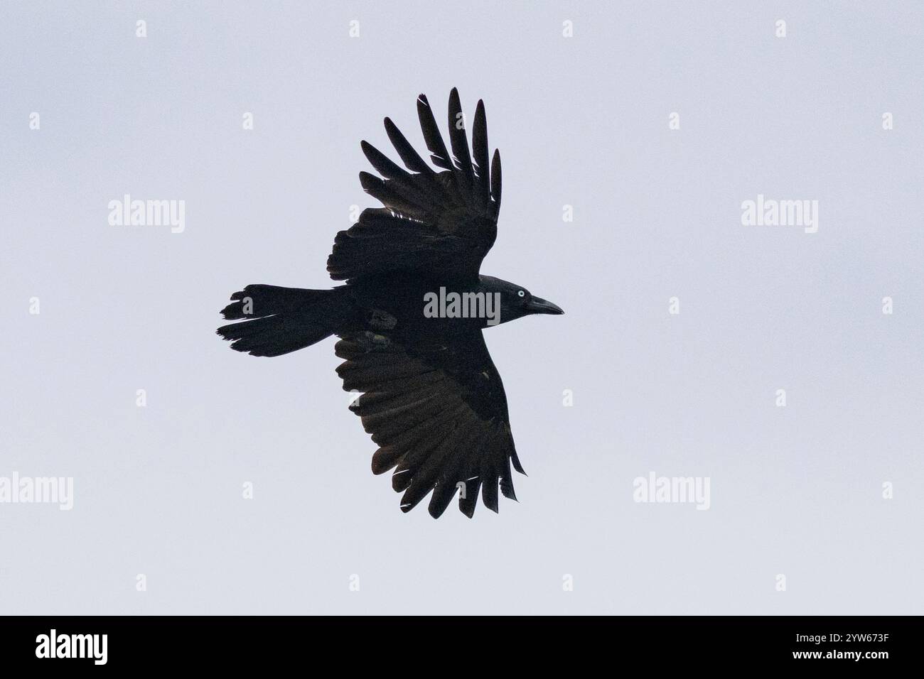 Torresian Crow (Corvus orru) in flight with wings outstretched, North ...