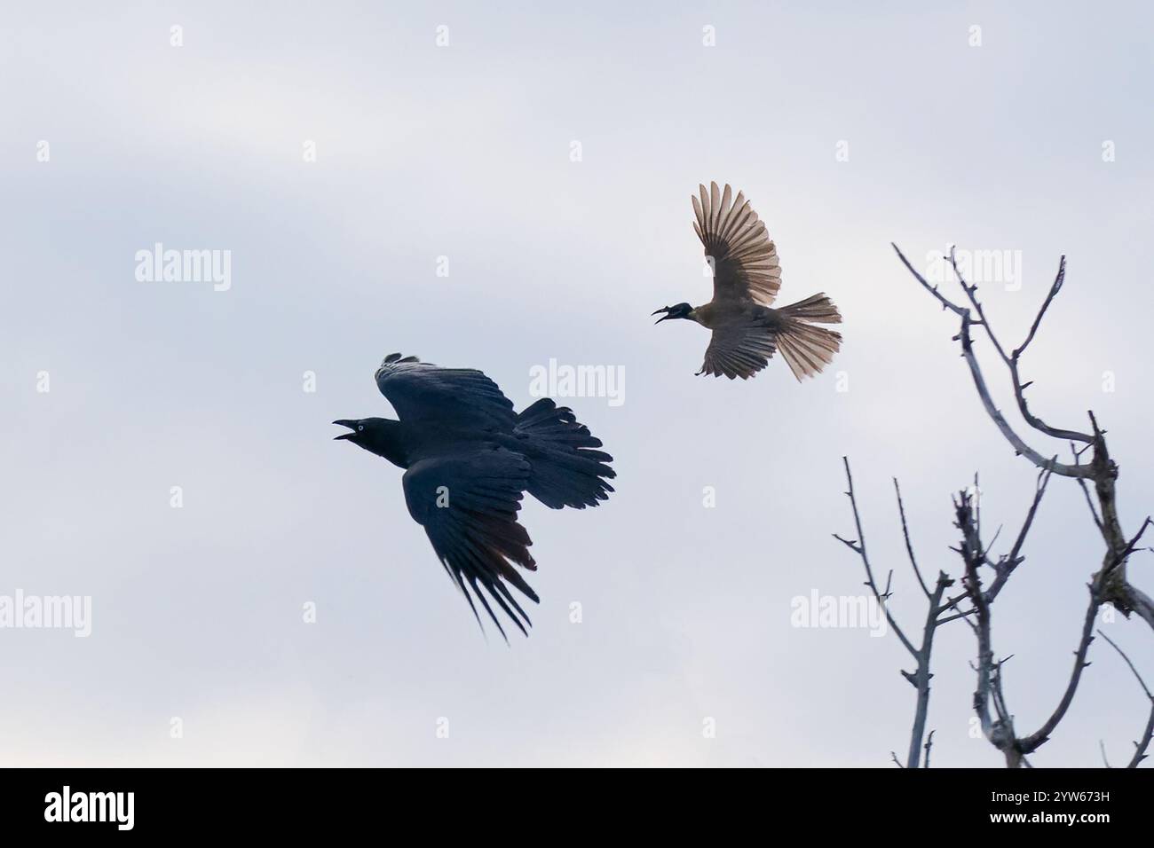 Crow attack hi-res stock photography and images - Alamy
