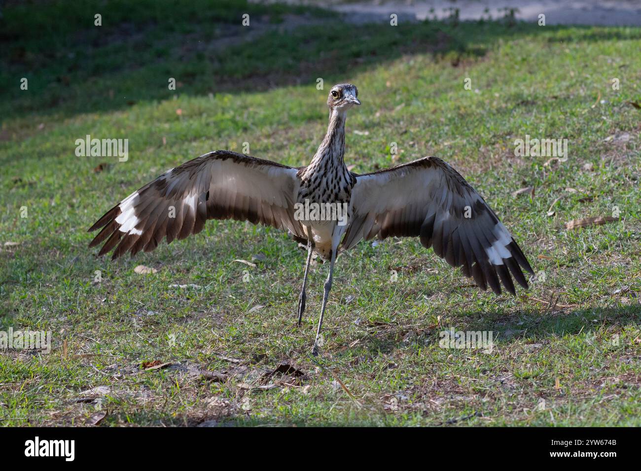 Bush Stone-curlew (Burhinus grallarius) with open wings, North ...