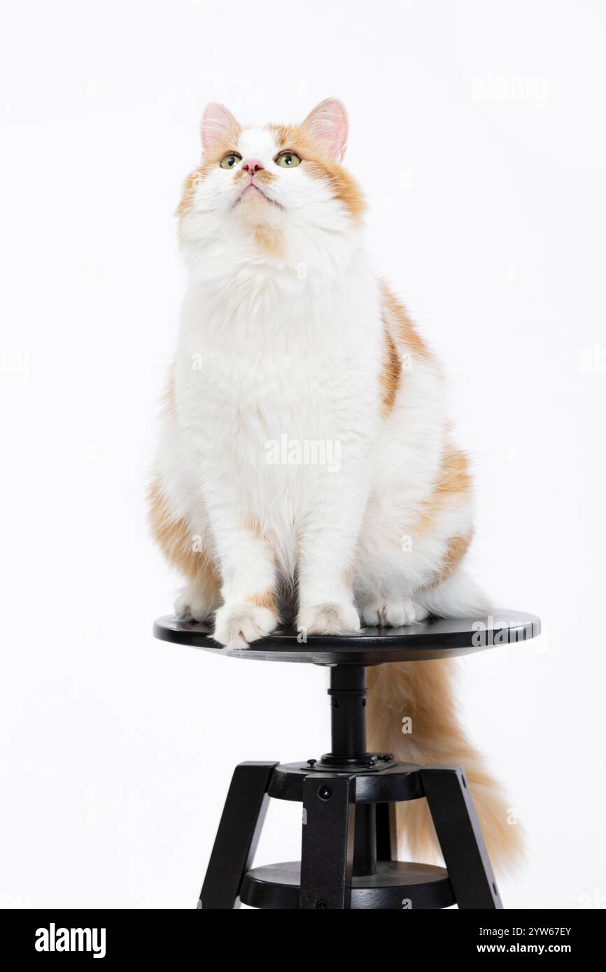 An adorable and cute cat is sitting on a stool, displaying a ...