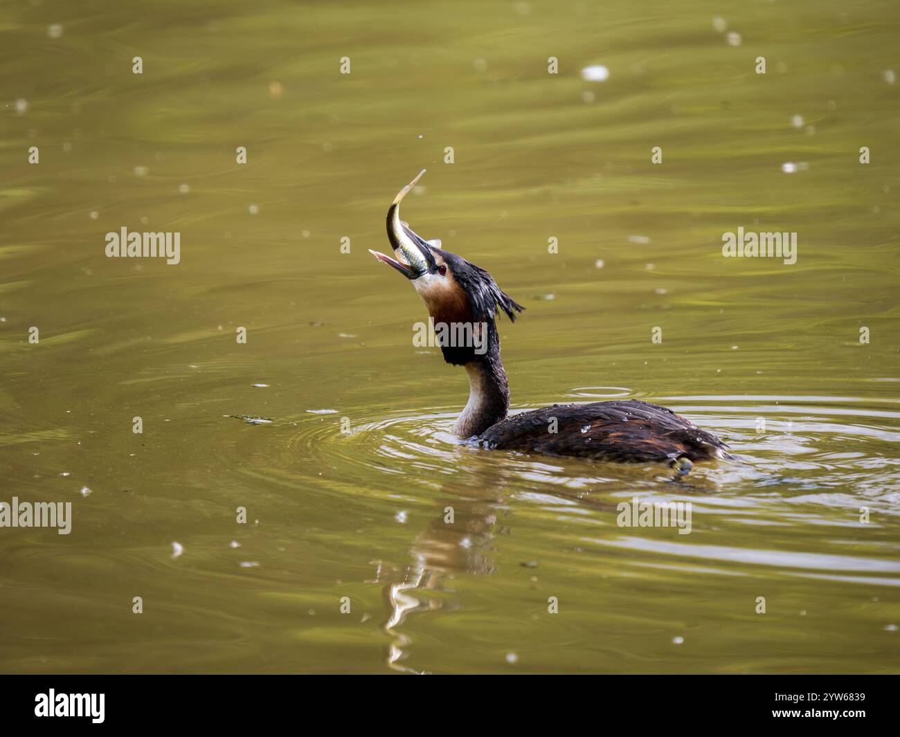 Great Crested Grebe With a Fish Stock Photo - Alamy