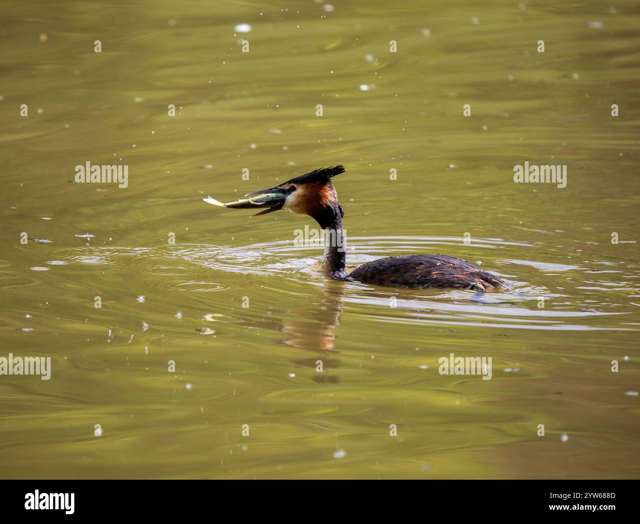 Great Crested Grebe With a Fish Stock Photo - Alamy