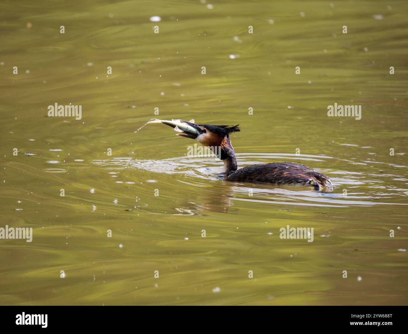 Great Crested Grebe With a Fish Stock Photo - Alamy