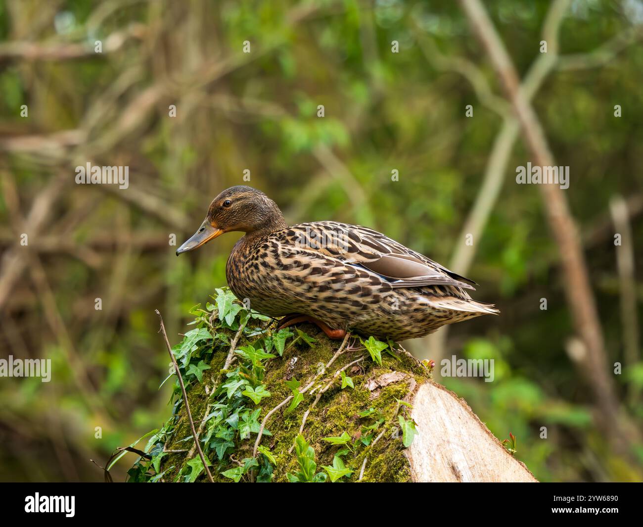 Female Mallard Duck on a Post Stock Photo - Alamy