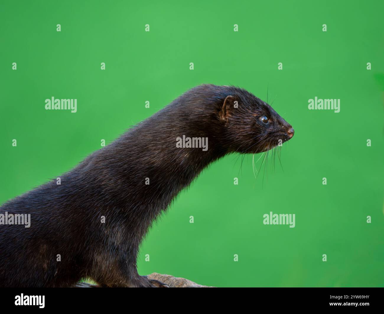 Eurasian mink hi-res stock photography and images - Alamy