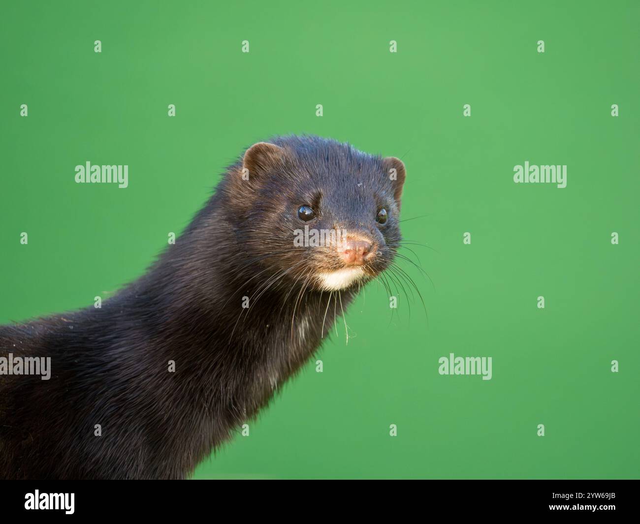 Eurasian mink hi-res stock photography and images - Alamy