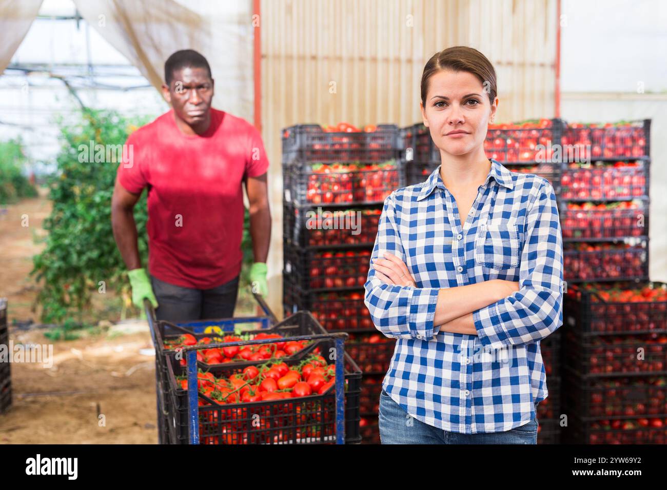 Portrait of farm owner with arms crossed against background of tomatoes ...