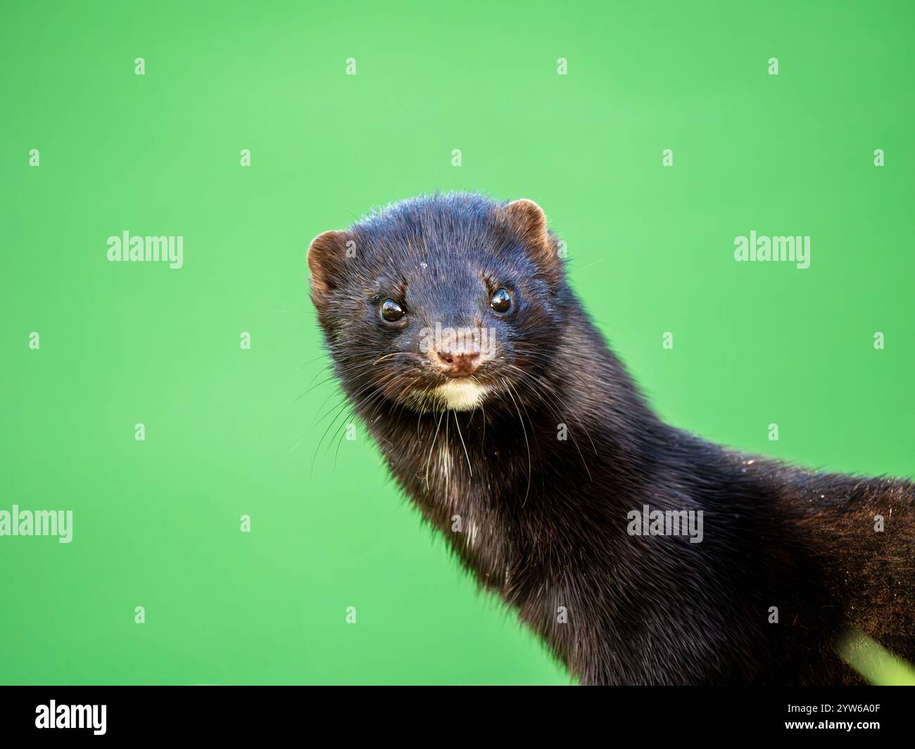 Headshot of an American Mink Stock Photo - Alamy