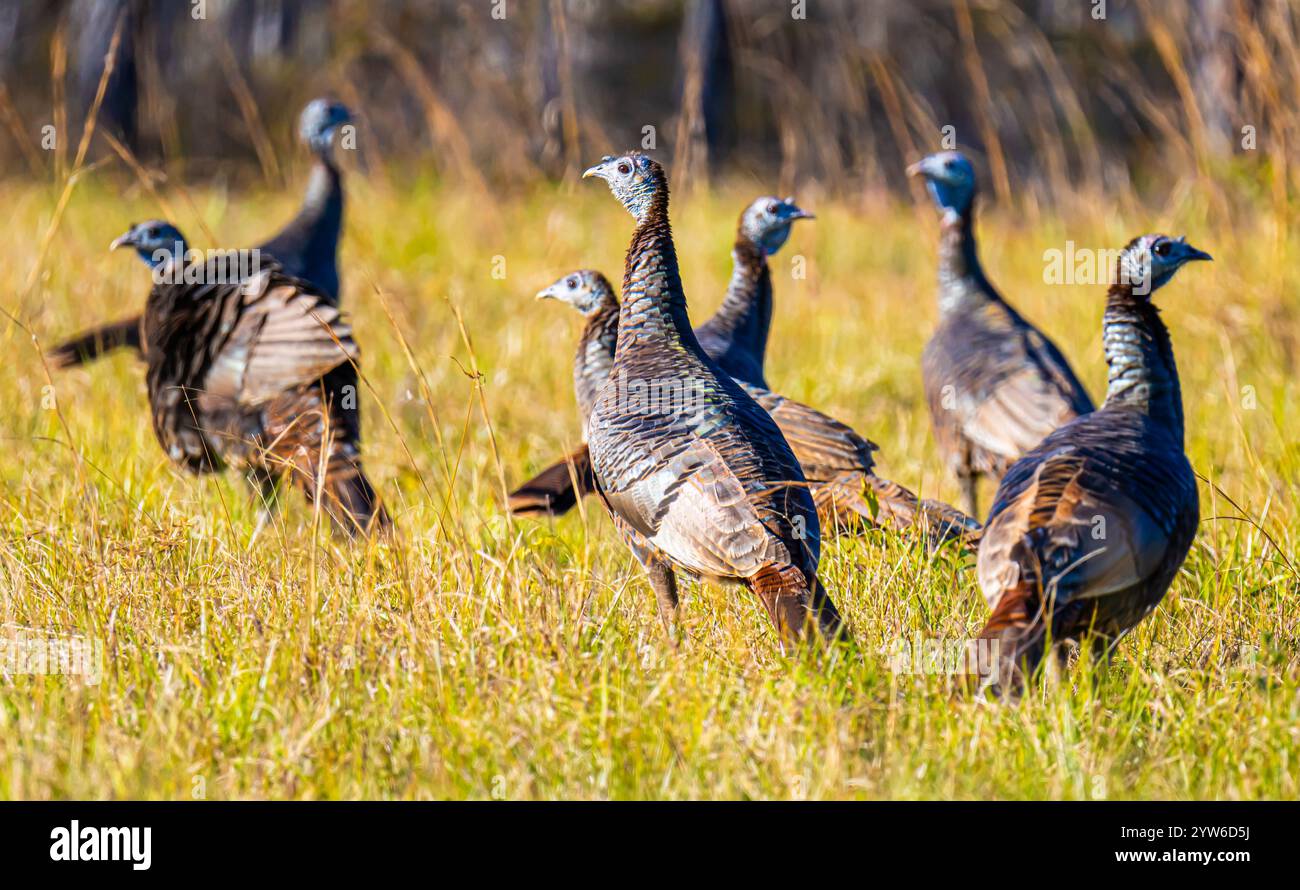 Wild Turkeys in a Florida Field Stock Photo - Alamy