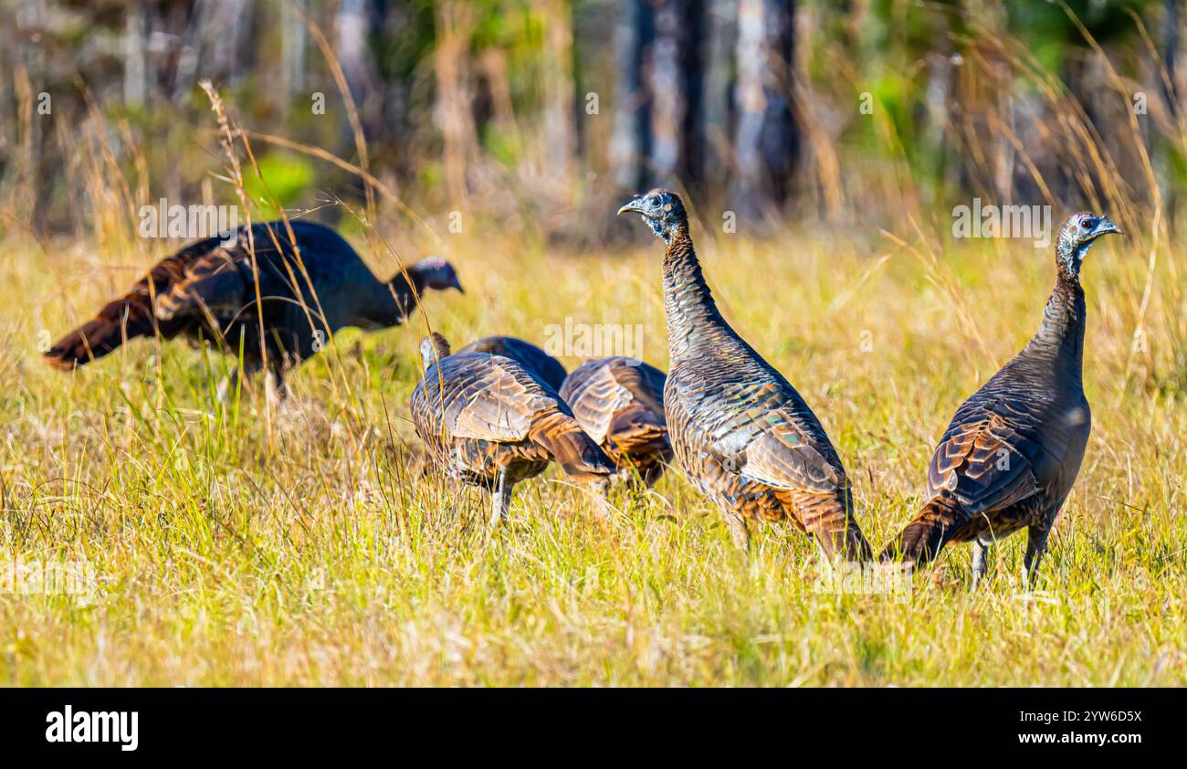 Turkeys in fall hi-res stock photography and images - Alamy