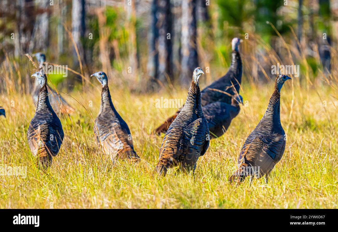 Florida wild turkey field hi-res stock photography and images - Alamy