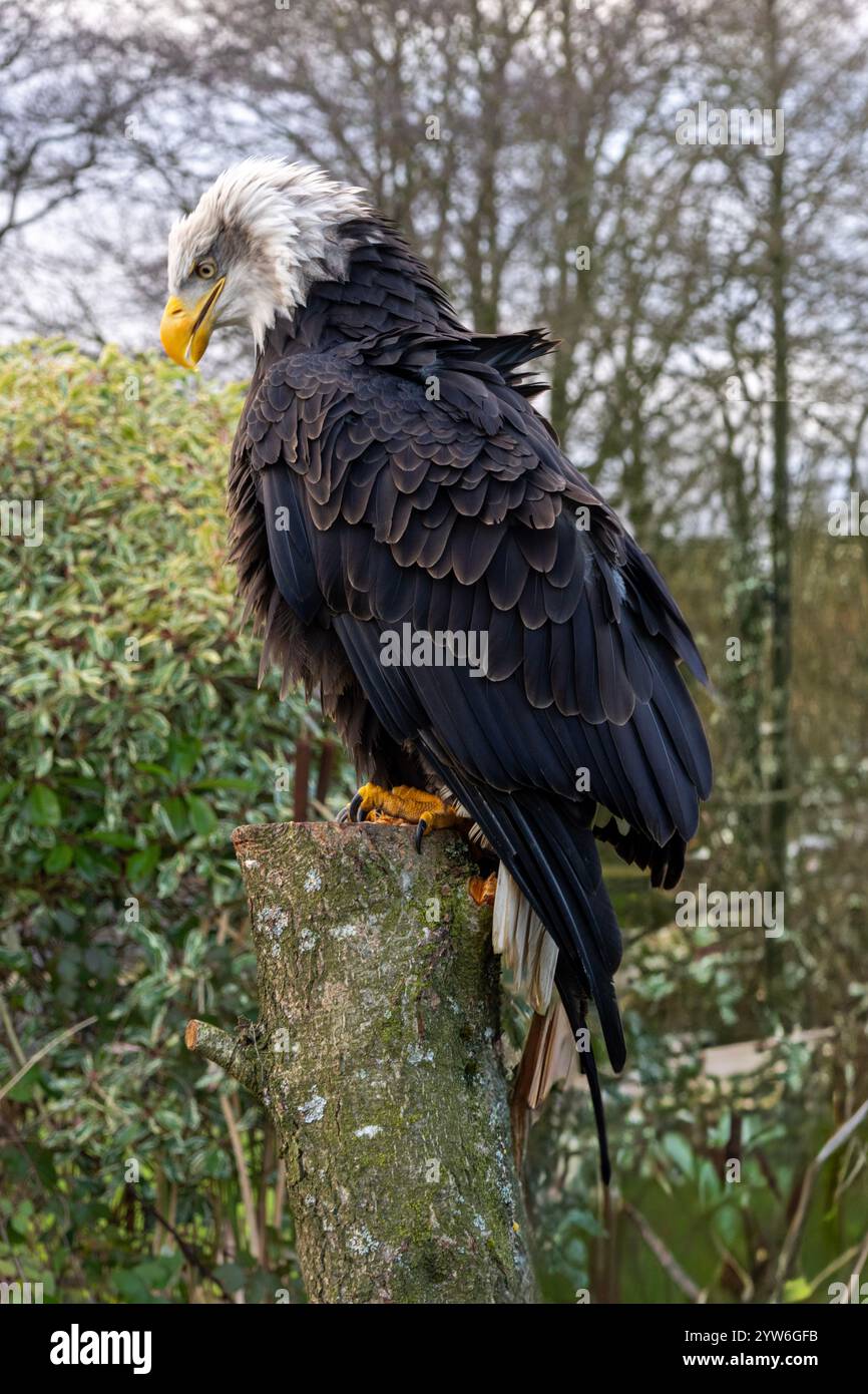 Majestic american bald eagle hi-res stock photography and images - Alamy
