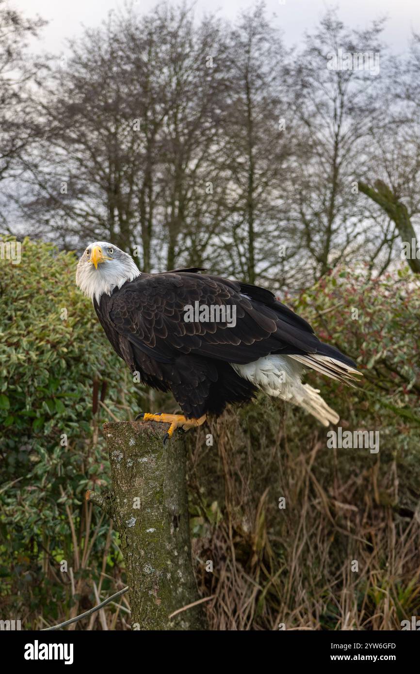 American bald eagle iconic hi-res stock photography and images - Alamy