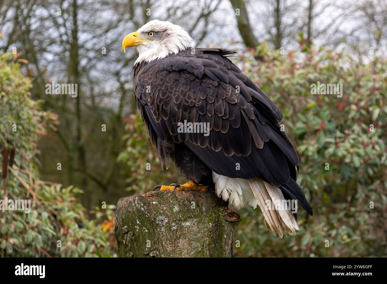 Bald eagle wilderness hi-res stock photography and images - Alamy