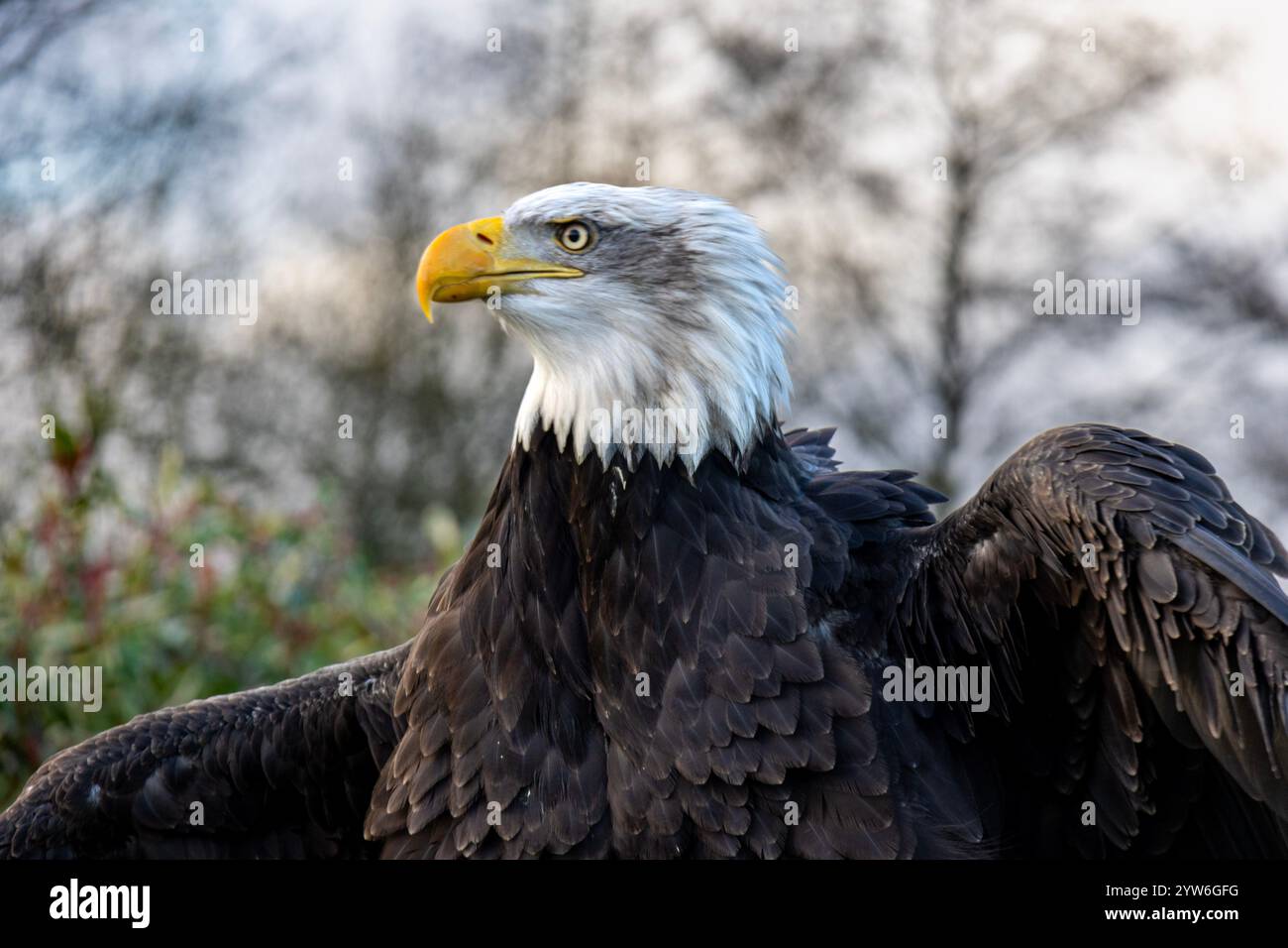 Majestic american bald eagle hi-res stock photography and images - Alamy