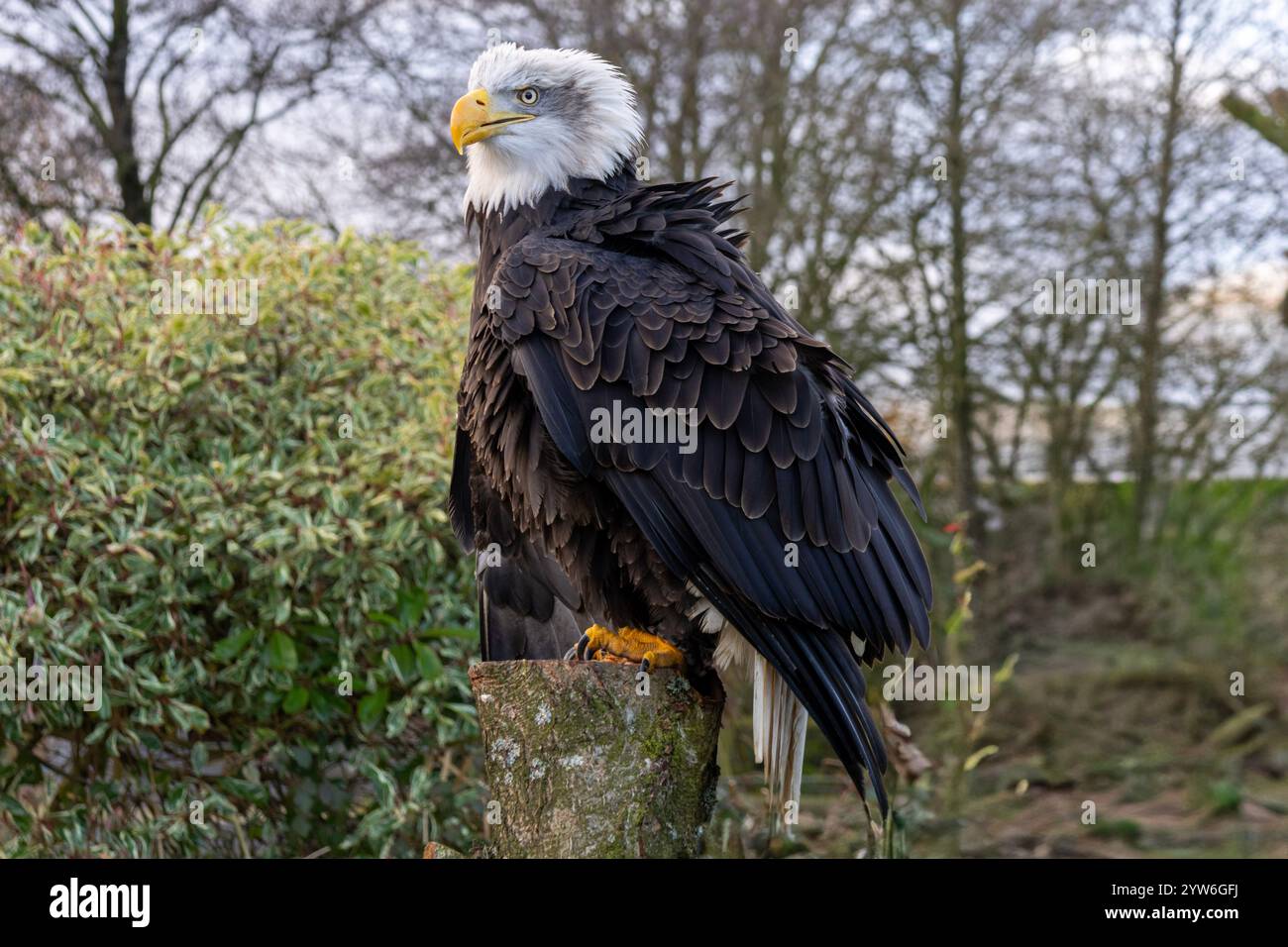 Majestic american bald eagle hi-res stock photography and images - Alamy