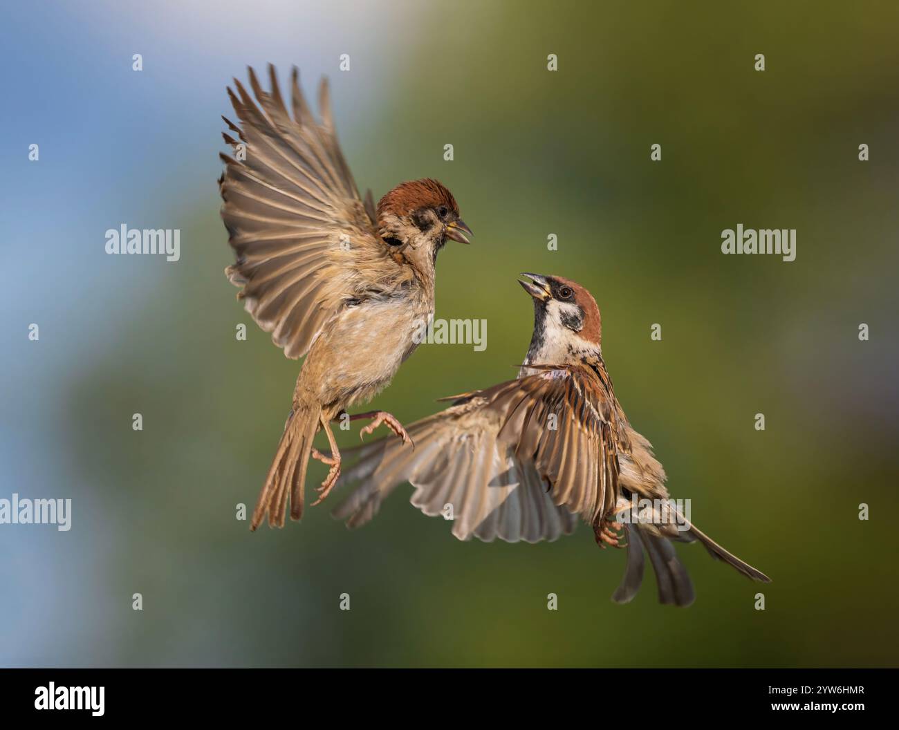 birds sparrow fledglings fighting in summer garden flying up in the sky ...