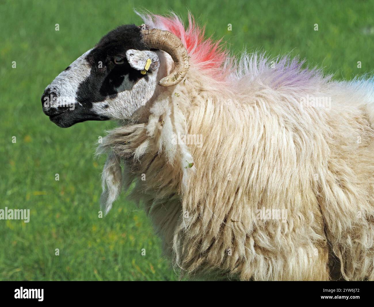 portrait of fluffy long haired sheep with windblown fleece showing pink ...
