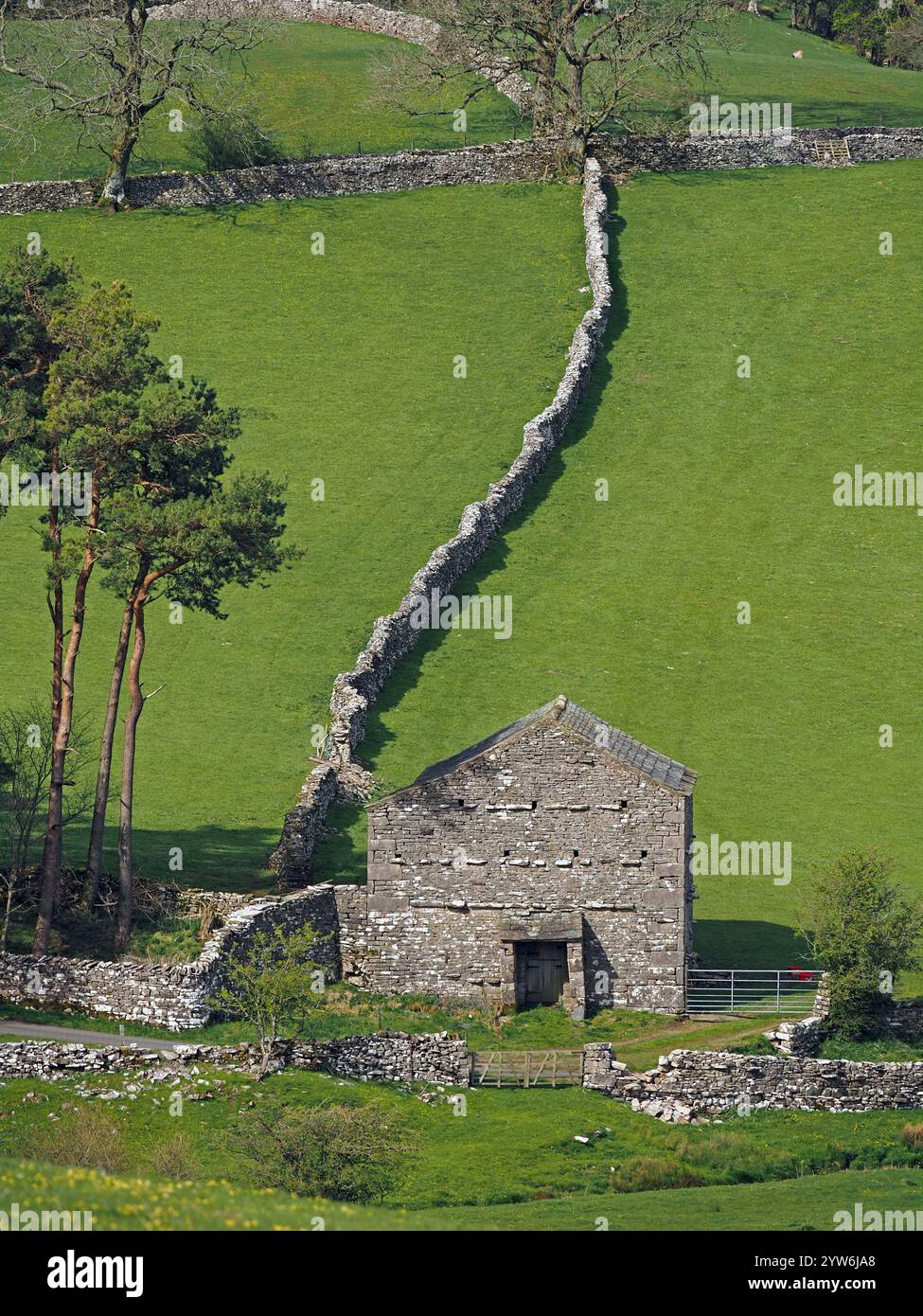 Cumbrian landscape with traditional barn & Scots Pine trees in valley ...