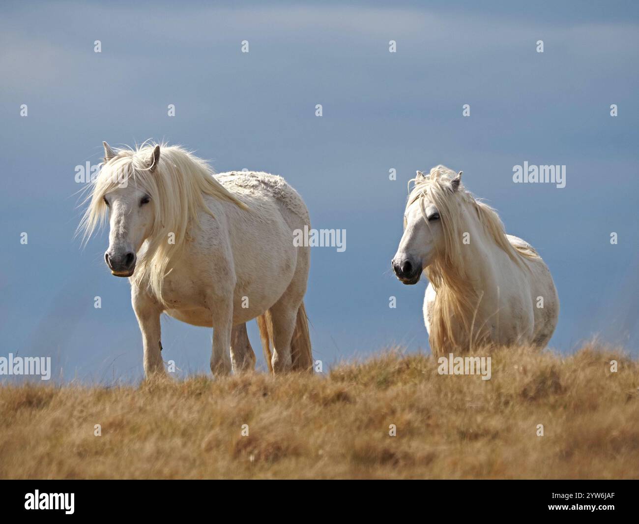 two white fell ponies in good light on rough upland fells in Cumbria ...
