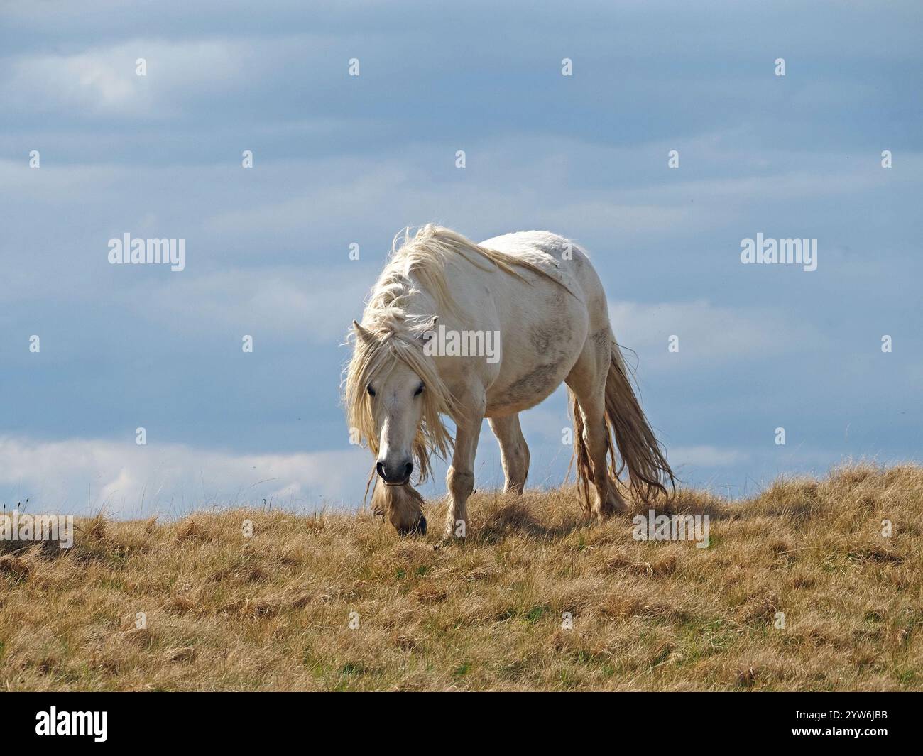 single white fell pony in good light on rough upland fells in Cumbria ...