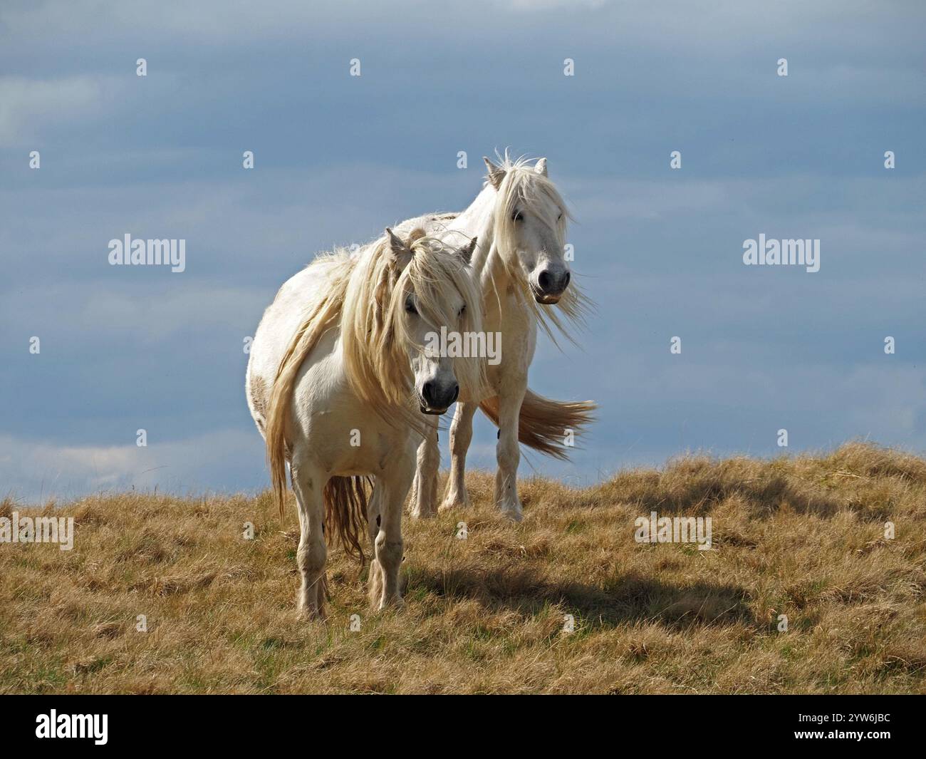 two white fell ponies in good light on rough upland fells in Cumbria ...