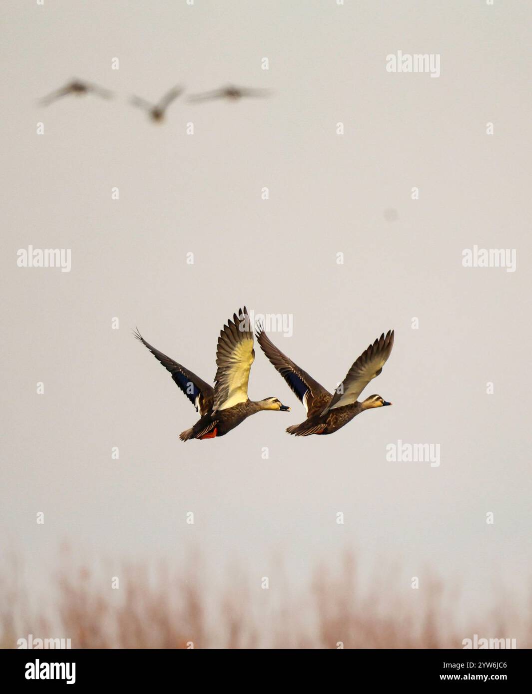HUAIAN, CHINA - DECEMBER 9, 2024 - Two Chinese Spot-billed Ducks play ...