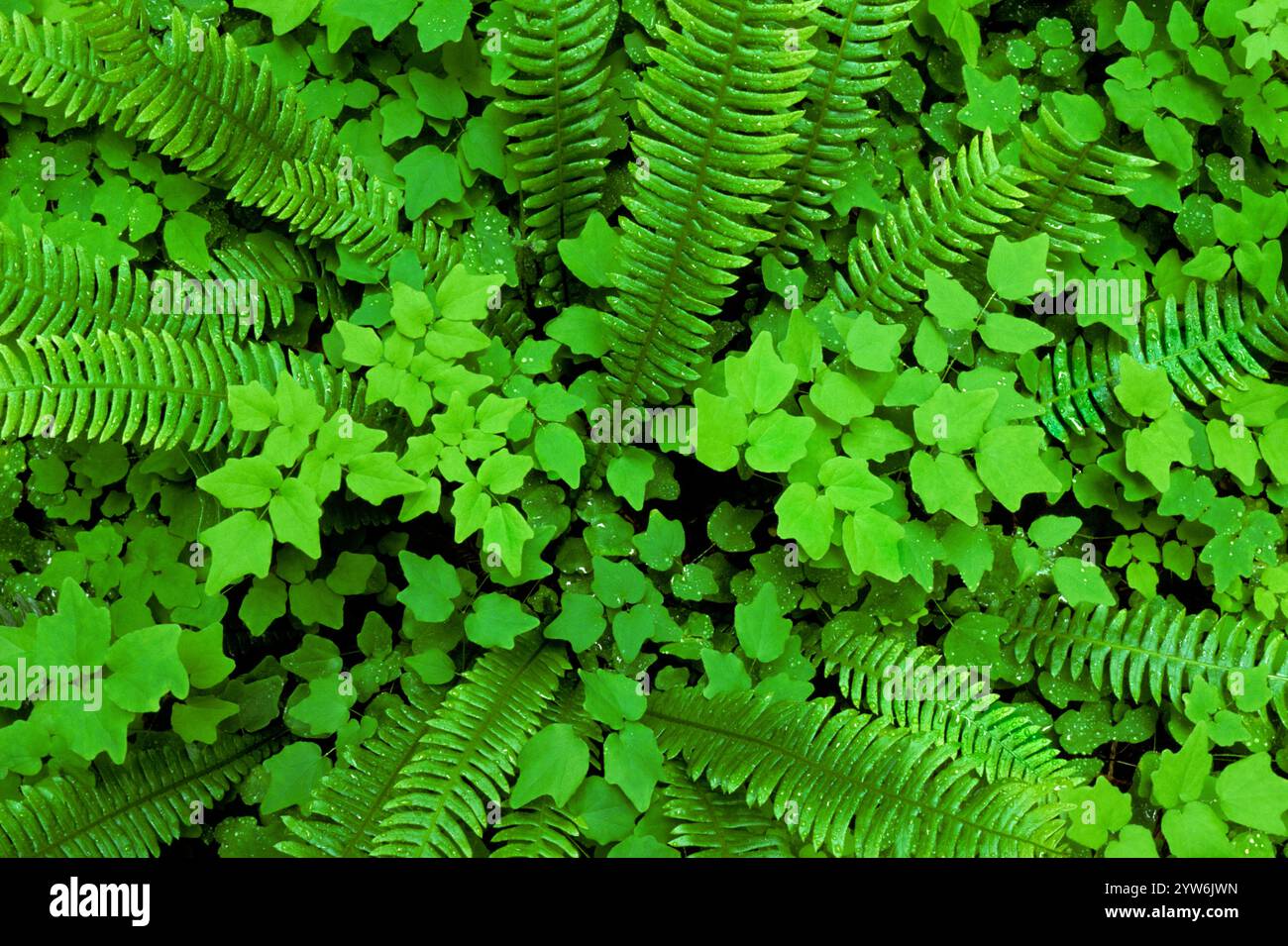 Deer Fern and Inside-Out Flower leaves Stock Photo - Alamy