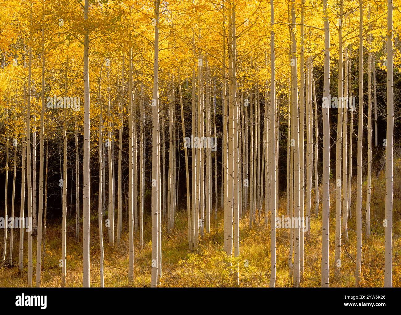 Aspen grove in Uinta National Forest, Utah Stock Photo - Alamy