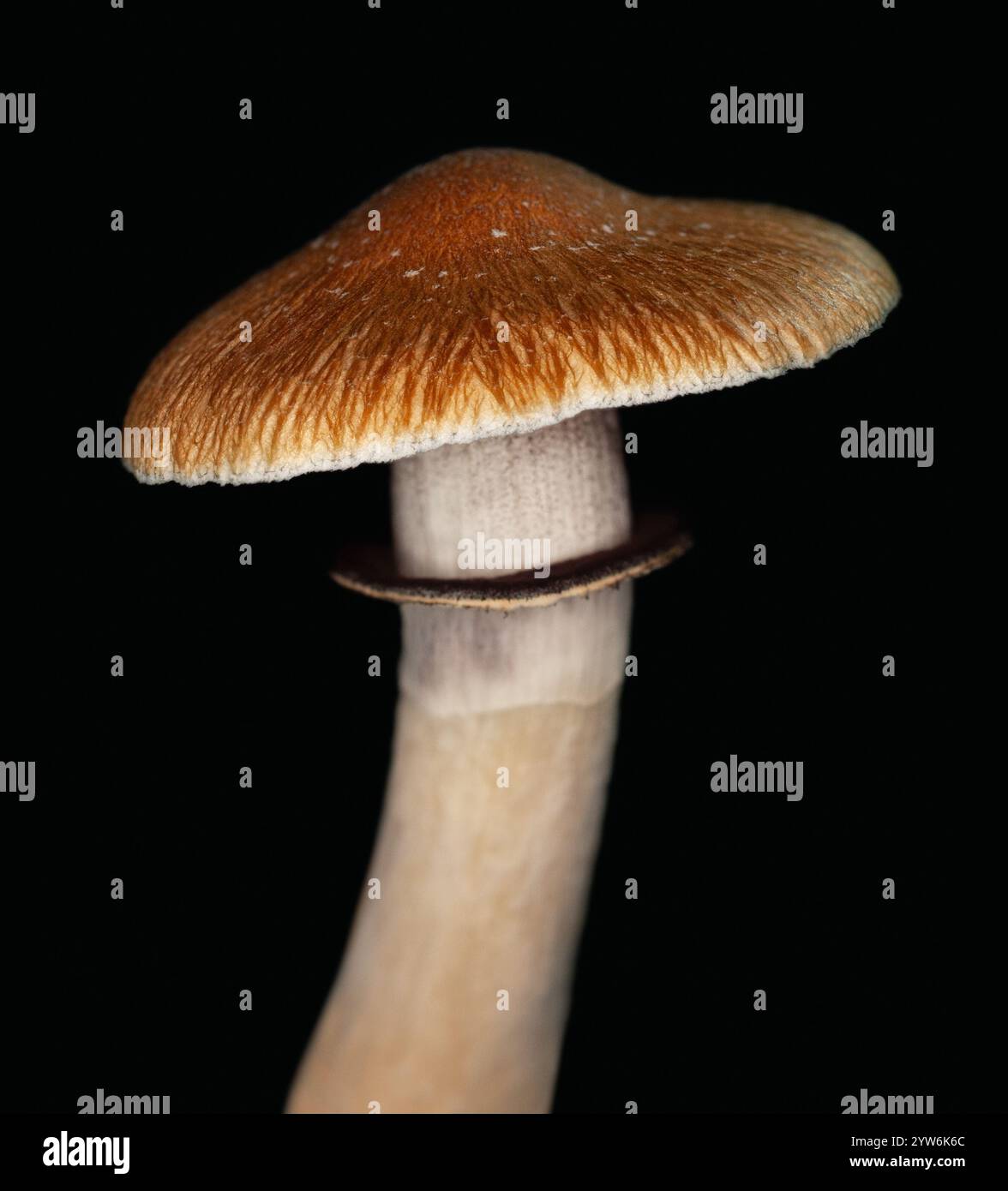 Psilocybe cubensis mushroom Stock Photo - Alamy