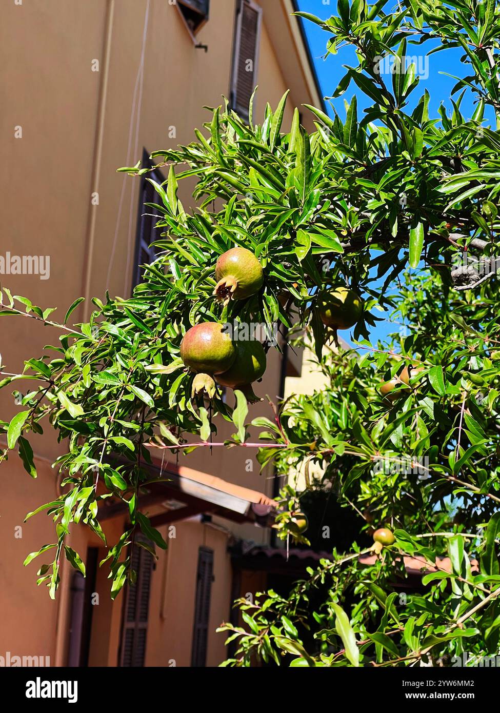 A vibrant pomegranate tree with ripe fruits extending towards a multi ...