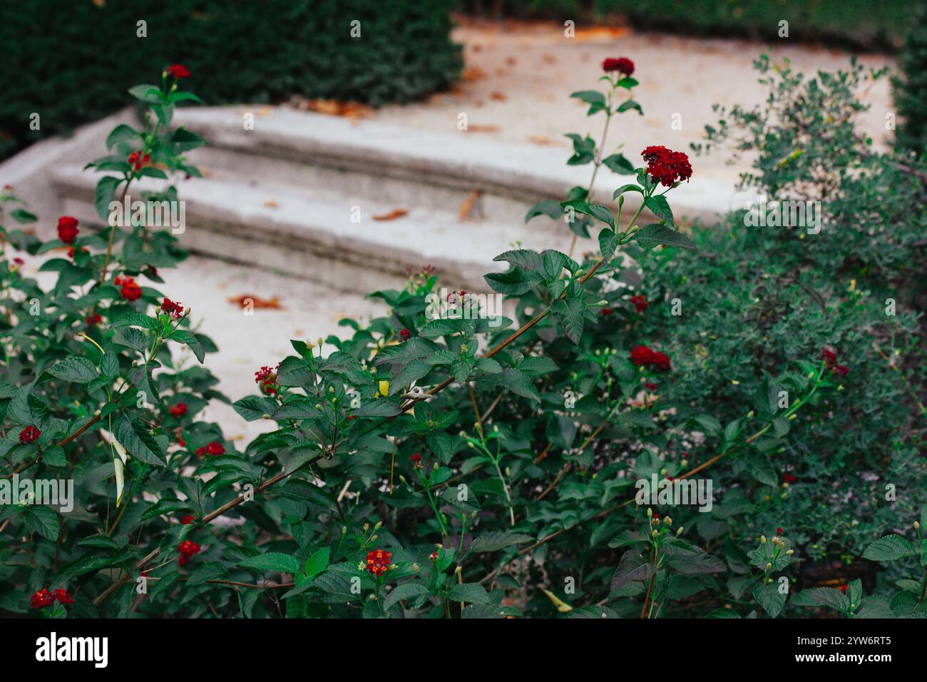 Rose petals steps hi-res stock photography and images - Alamy