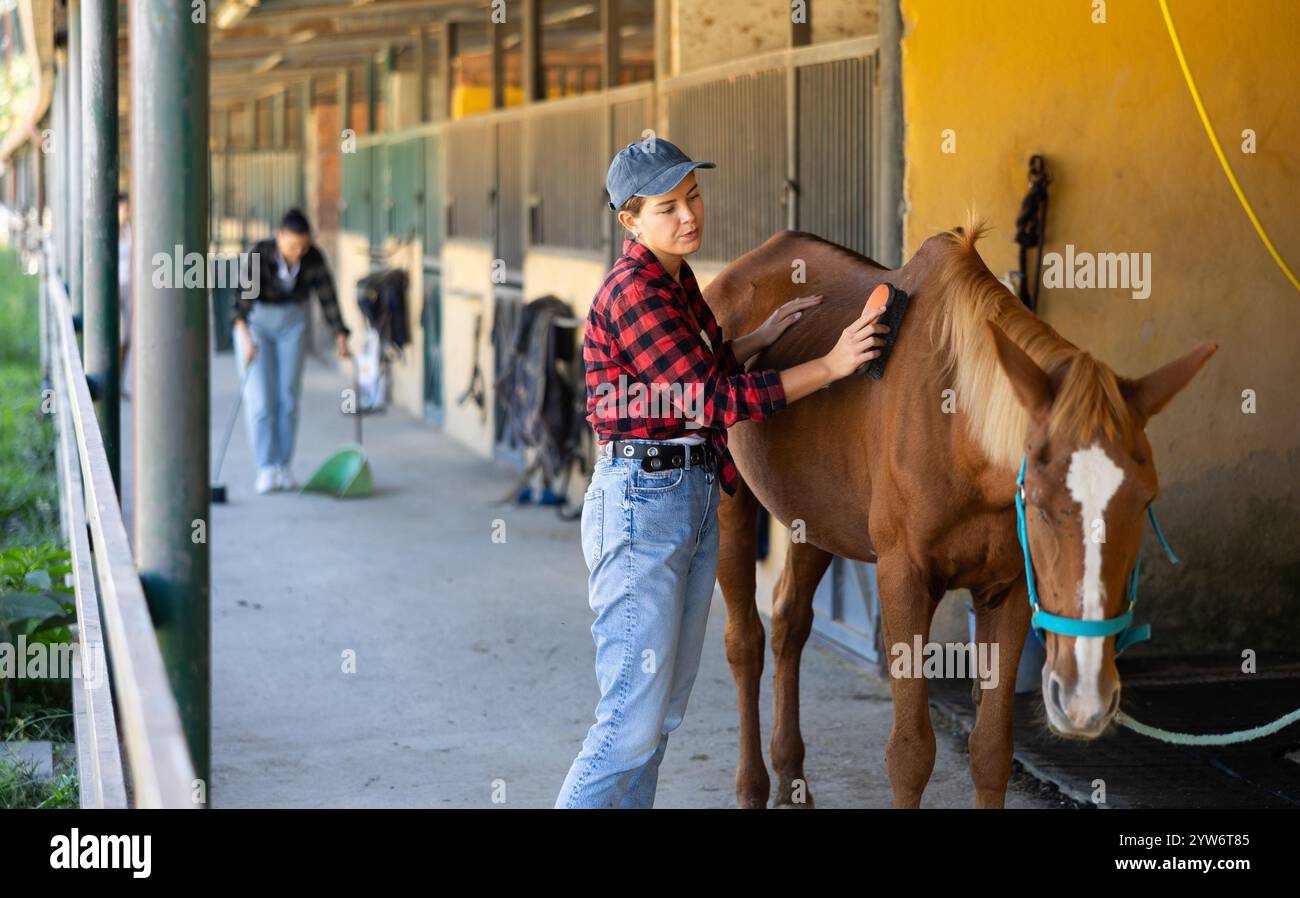 Young woman combing mane of horse Stock Photo - Alamy
