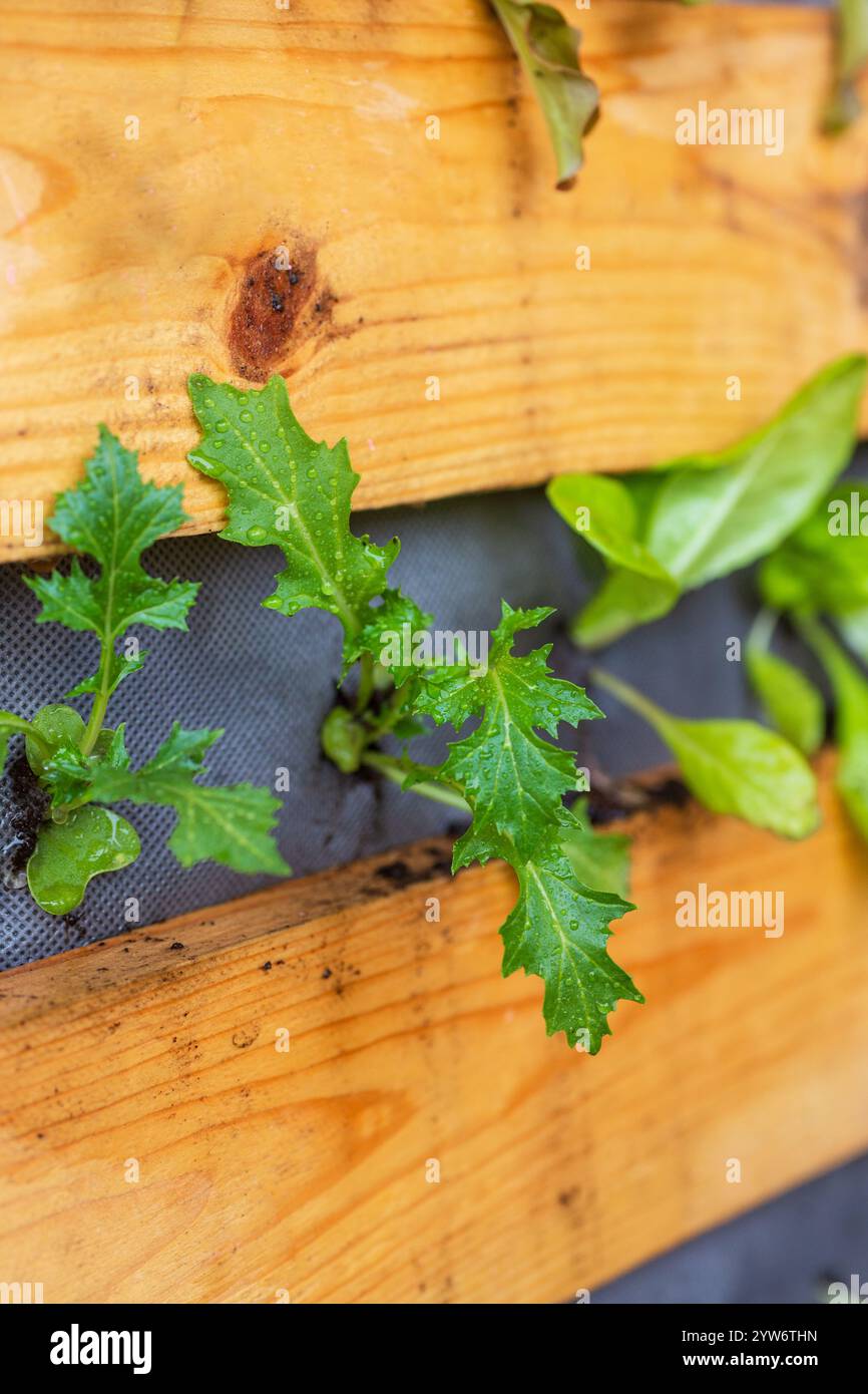 Vertical Garden with Fresh Leafy Greens in DIY Wooden Pallet Planter ...