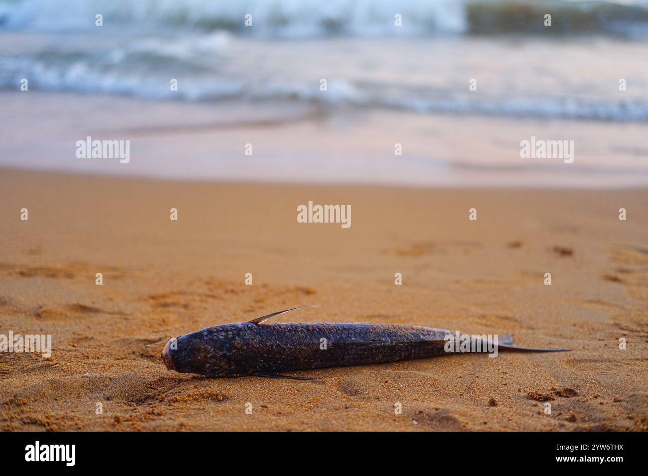 Dead fish at sandy beach in summer Stock Photo - Alamy