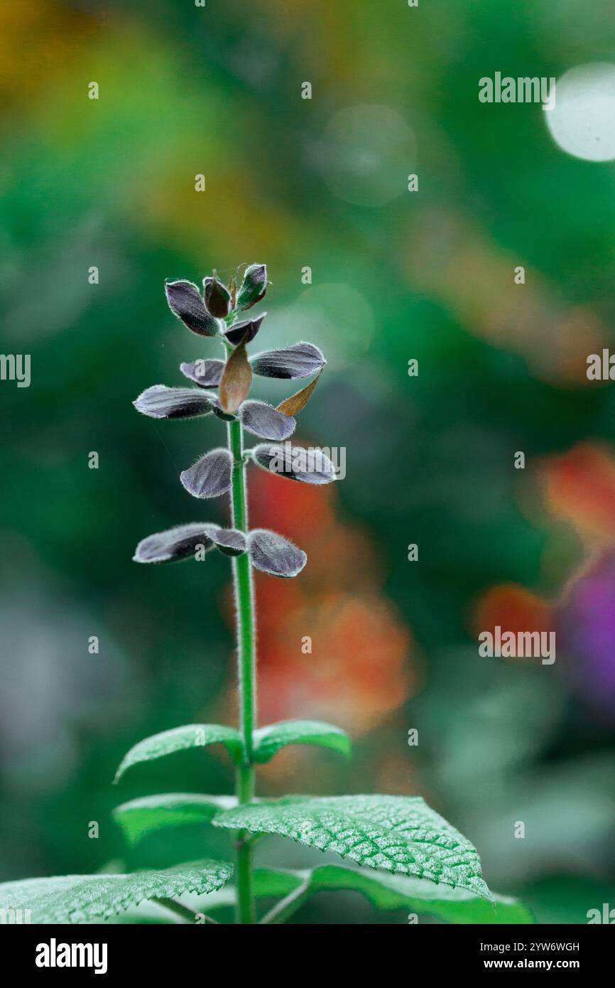 Brazilian anisesage. Salvia guaranitica on green background. Tiny ...