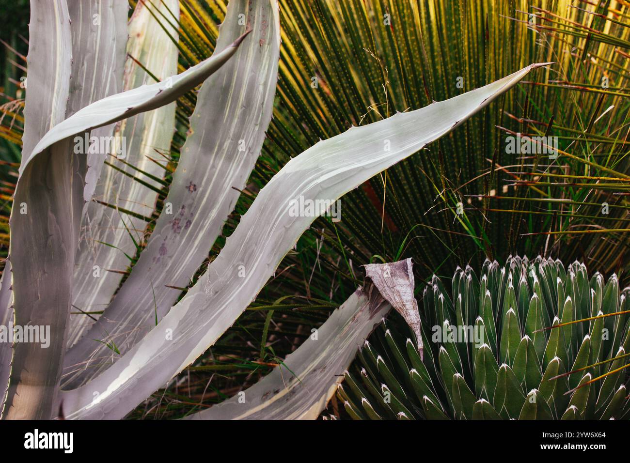 Agave victoriae-reginae, Queen Victoria or royal agave succulent ...