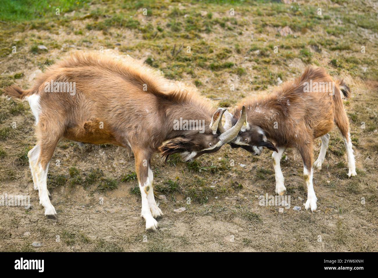 Energetic goats hi-res stock photography and images - Alamy