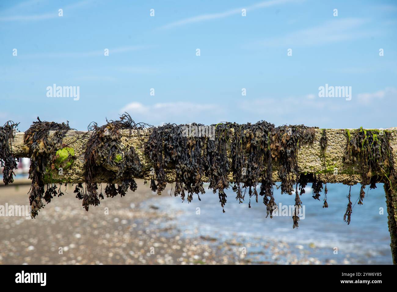Seaweed drying england hi-res stock photography and images - Alamy
