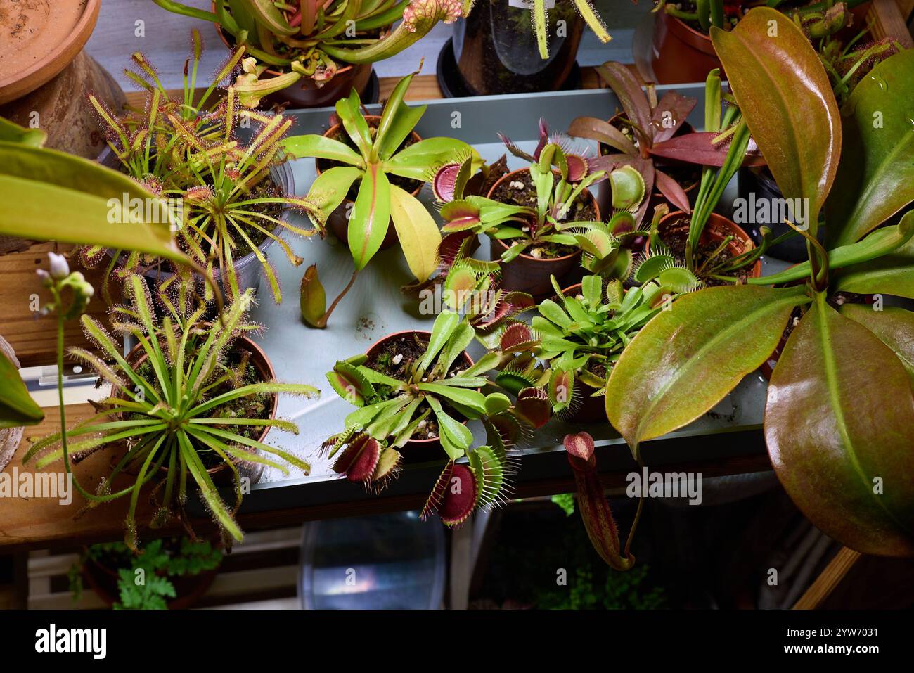 Explore a Lush and Diverse Collection of Fascinating Carnivorous Plants ...
