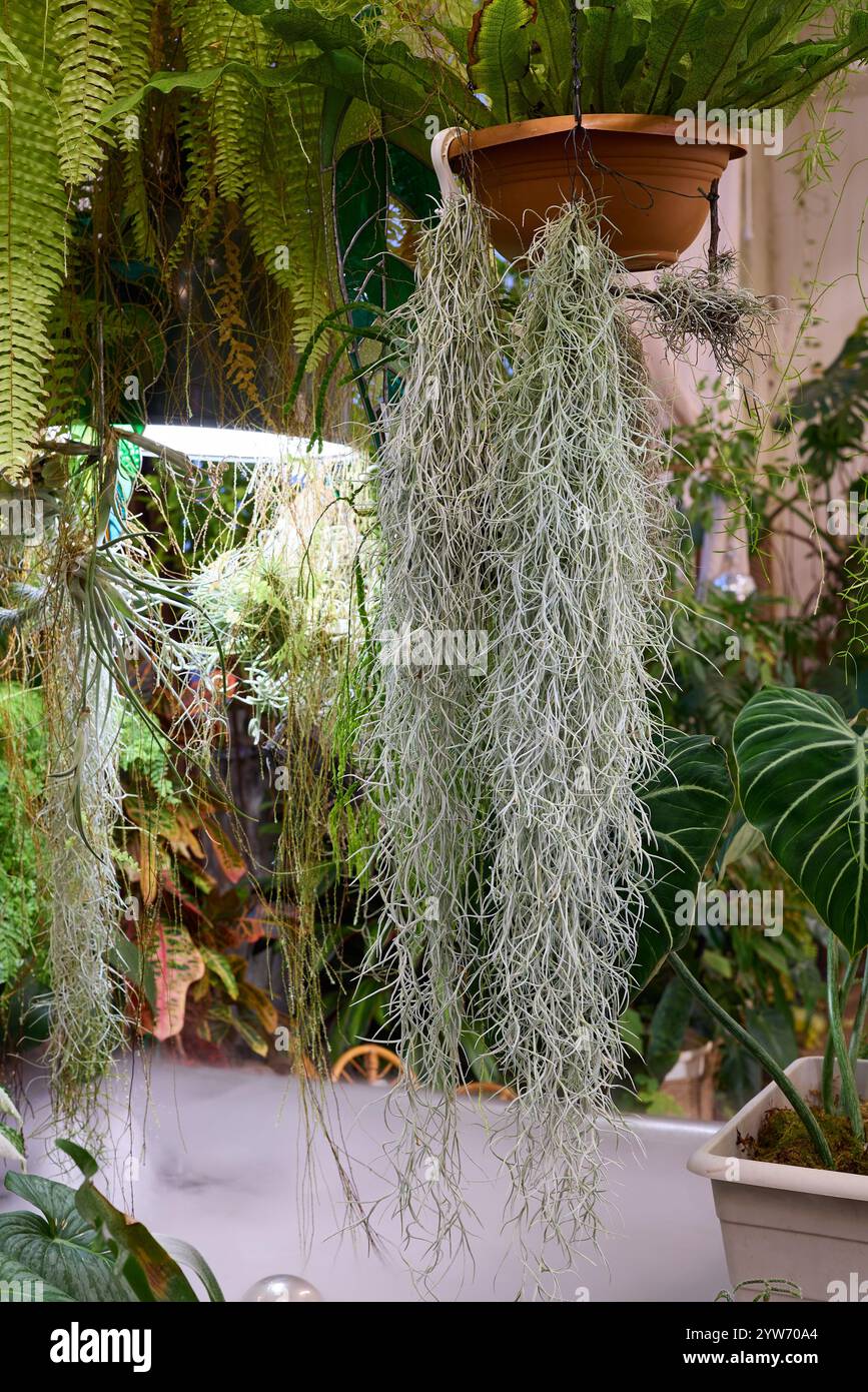 Lush and Beautiful Hanging Spanish Moss in a Serene and Calm Indoor ...