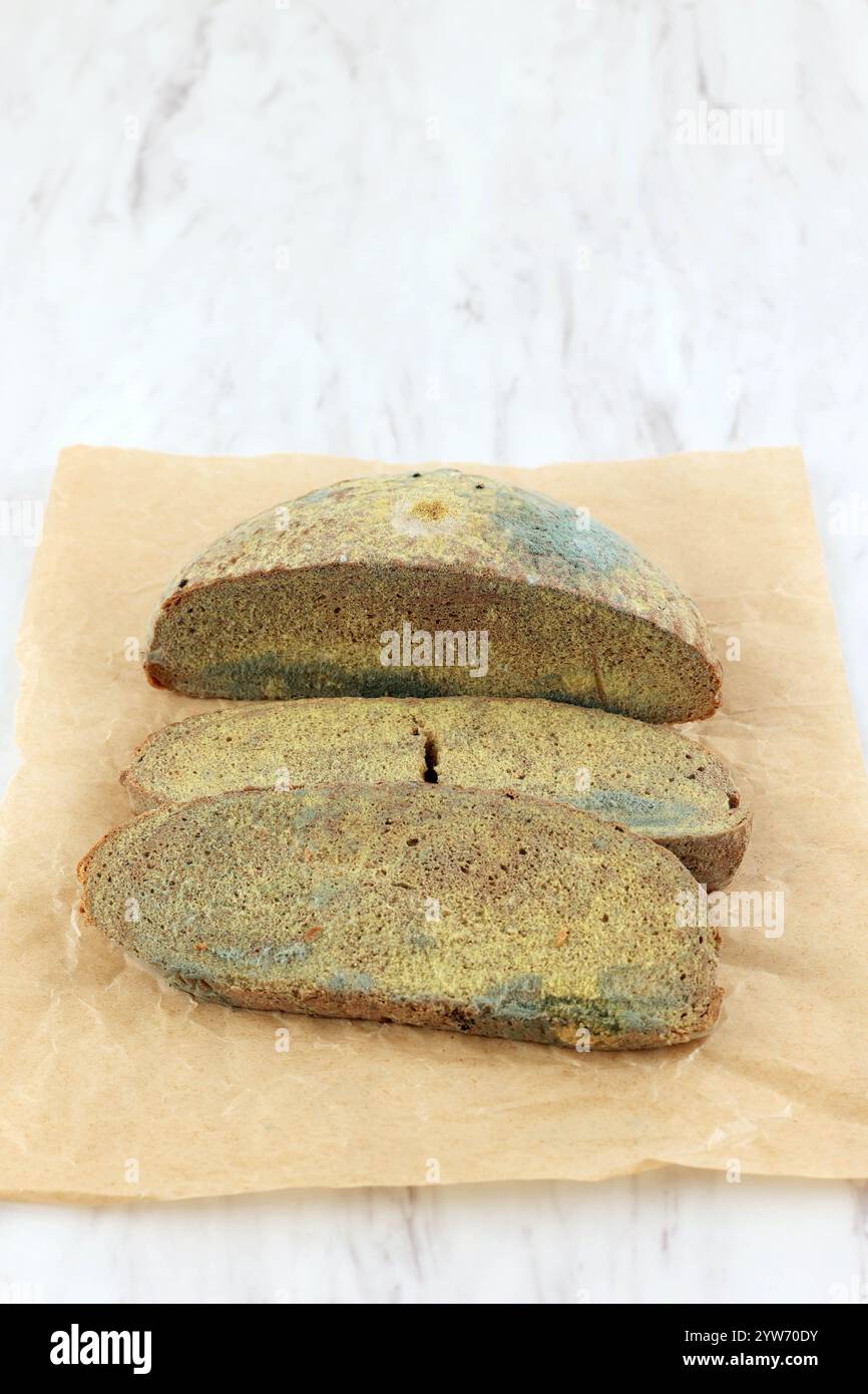 Moldy Fungus on Rotten Bread, Spoiled Bread Slice Stock Photo - Alamy