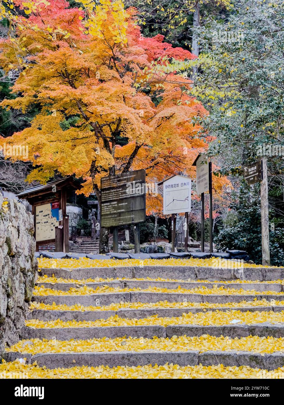Red maple and Golden Ginkgo Leaves Adorning Stone Steps Stock Photo - Alamy