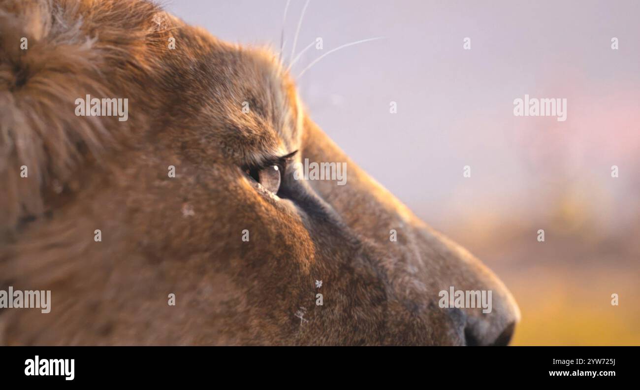 MUFASA: THE LION KING, Mufasa (voice: Aaron Pierre), 2024. © Walt ...
