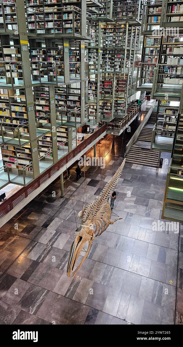 Mexico City, Mexico - Nov 20 2024: Gray whale skeleton in the ...