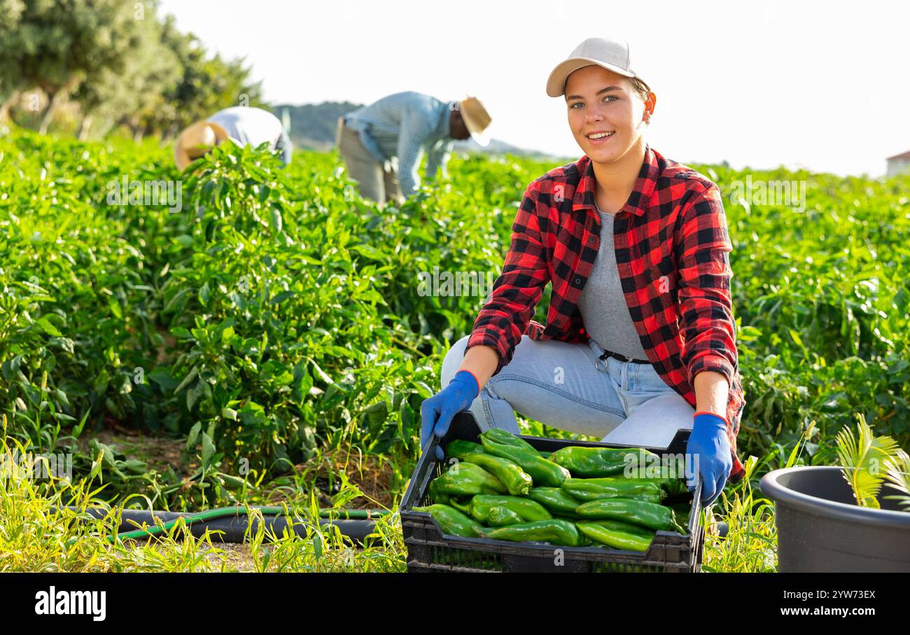Female gardener picking bell pepper on plantation Stock Photo - Alamy