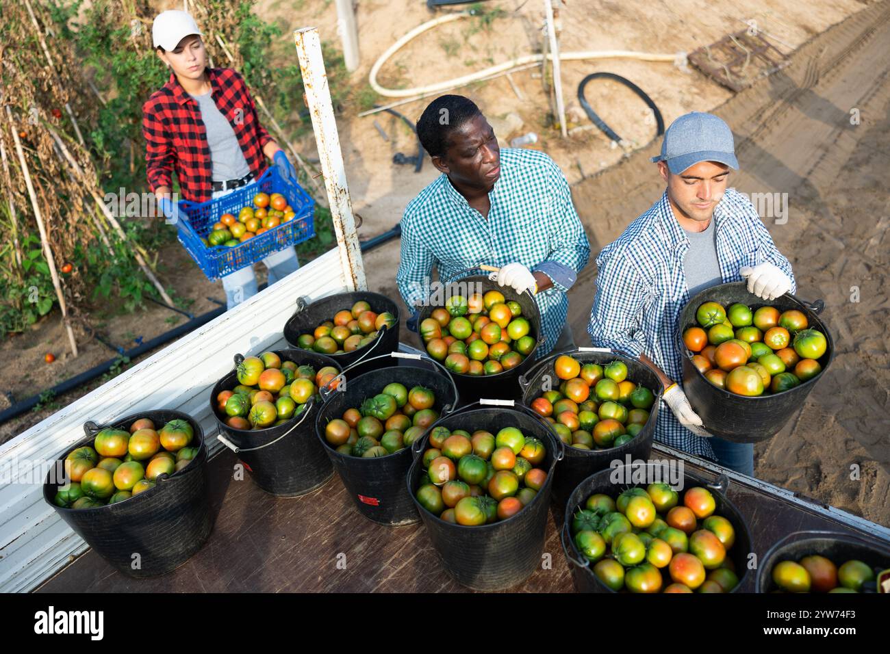 Farm workers loading buckets of harvested tomatoes into truck on ...