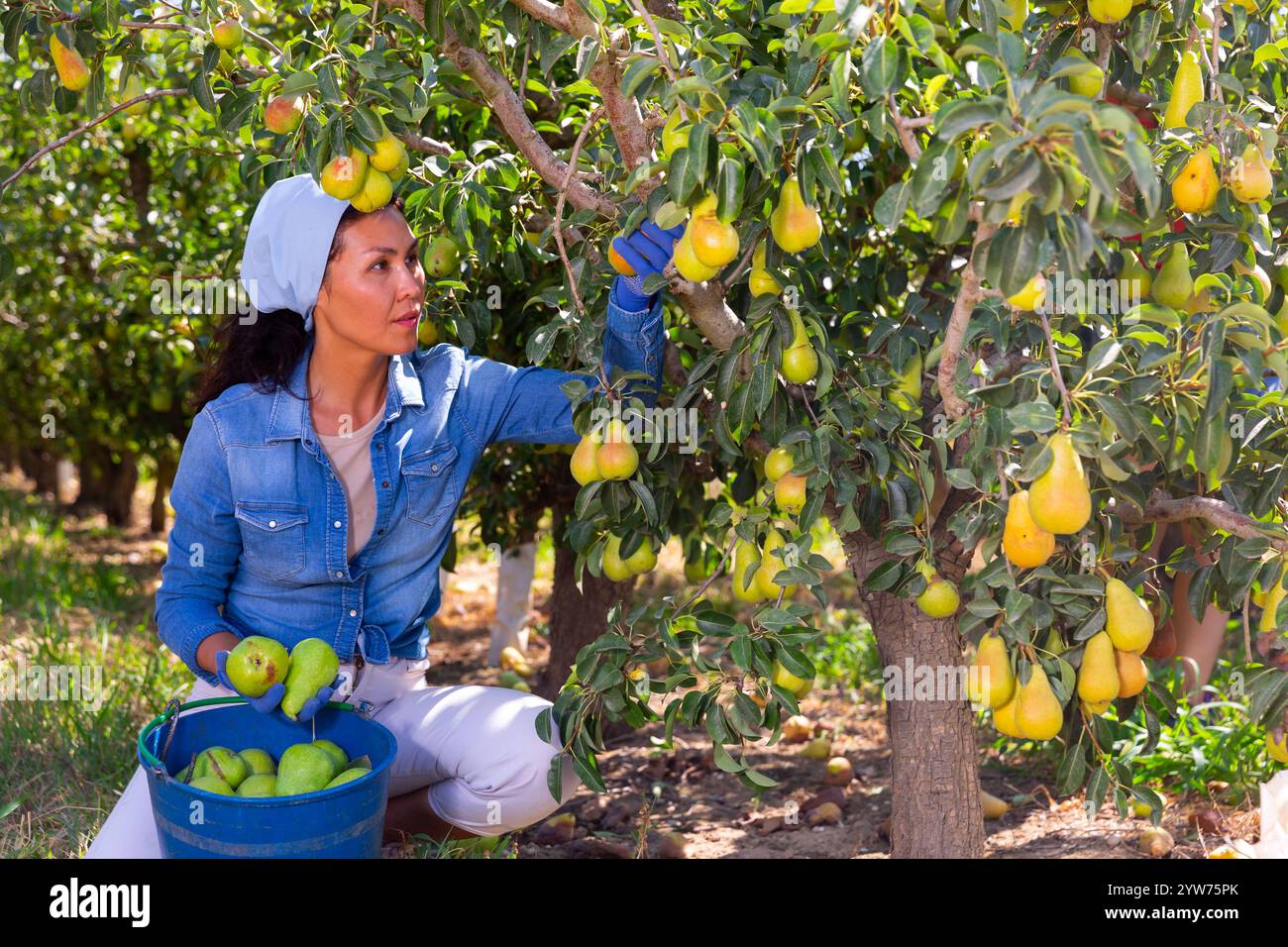 Asian pear garden woman hi-res stock photography and images - Alamy